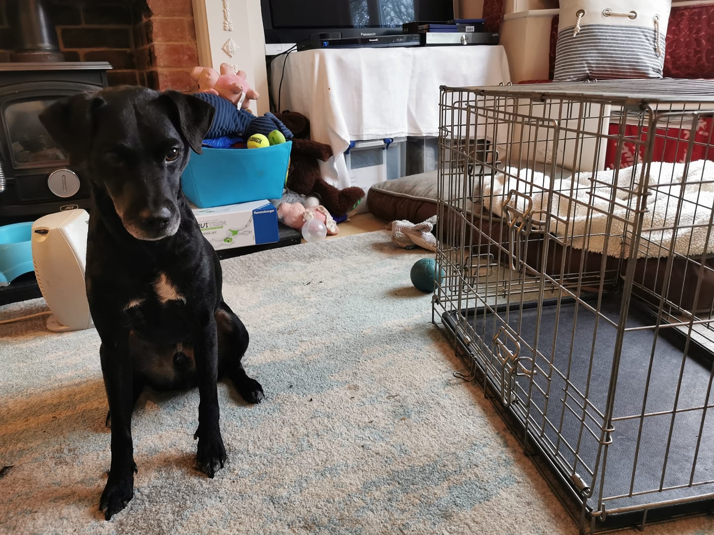 The Difference a Year’s Training Can Make - Paw by Paw Training