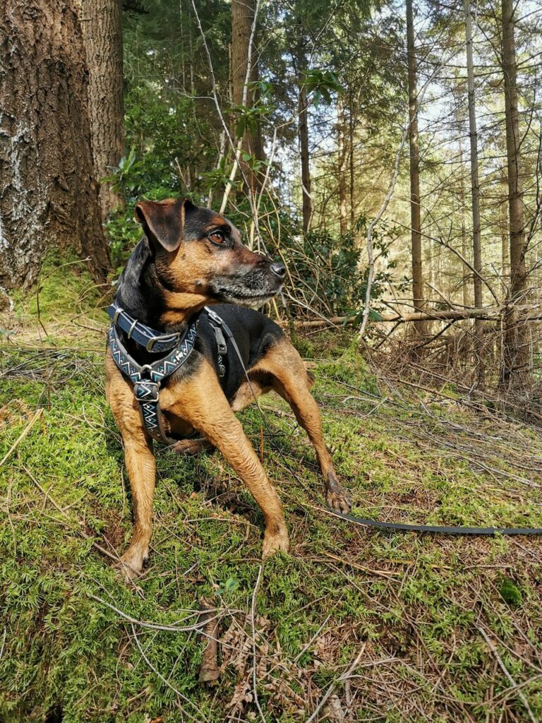 Buddy Packages - Paw by Paw Training