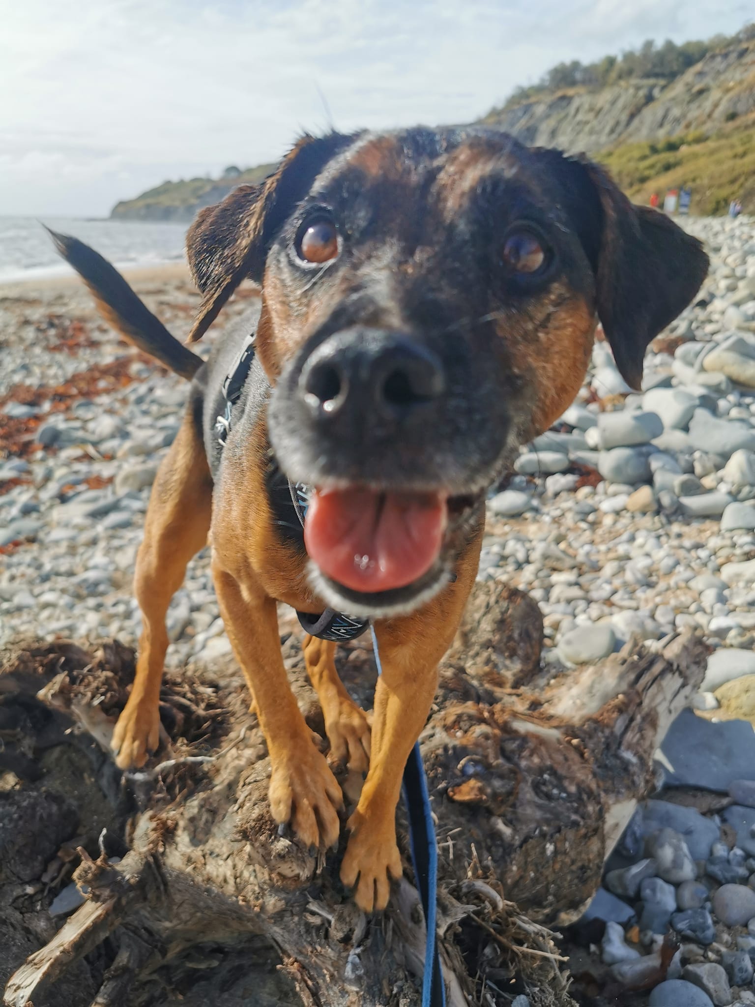 Trick Training - Paw by Paw Training