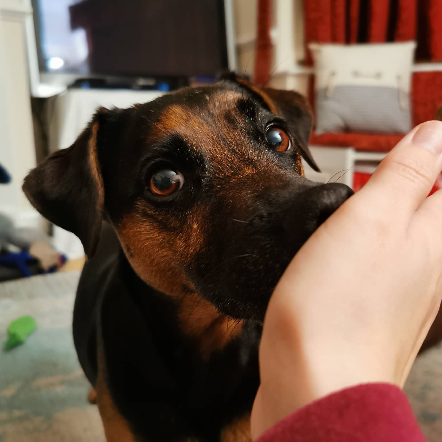 Services - Paw by Paw Training