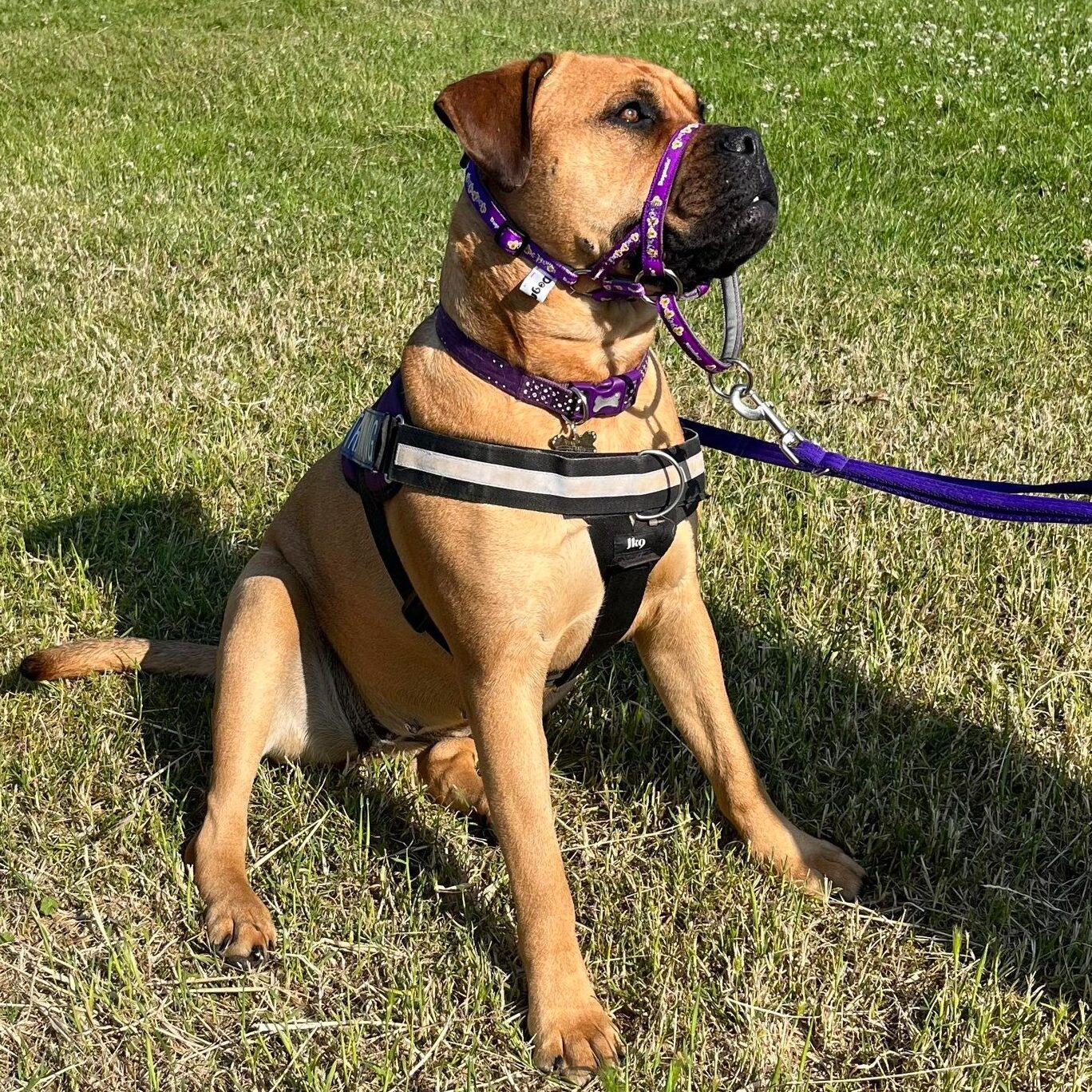 Services - Paw by Paw Training